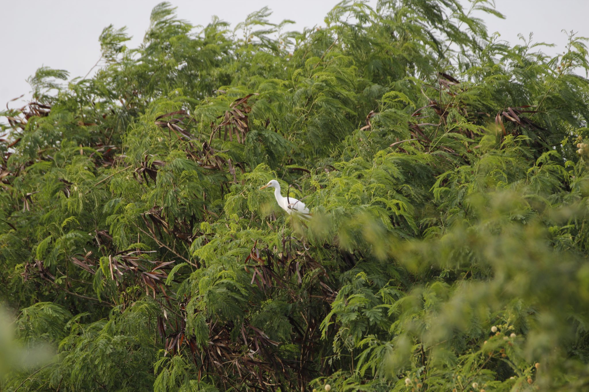 Ecology and Biodiversity Solutions - Terracon Ecotech