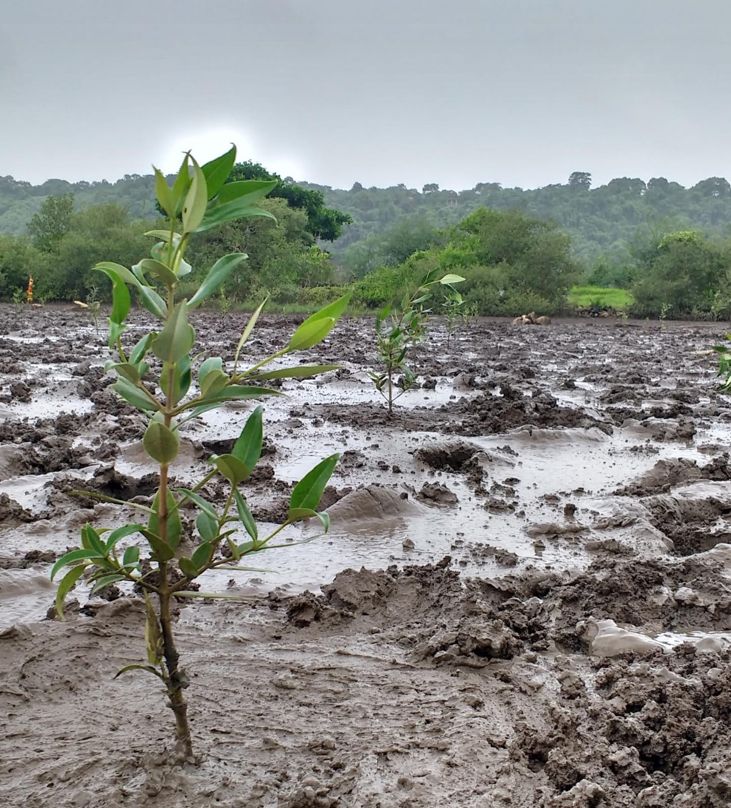 Blogs - Terracon Ecotech