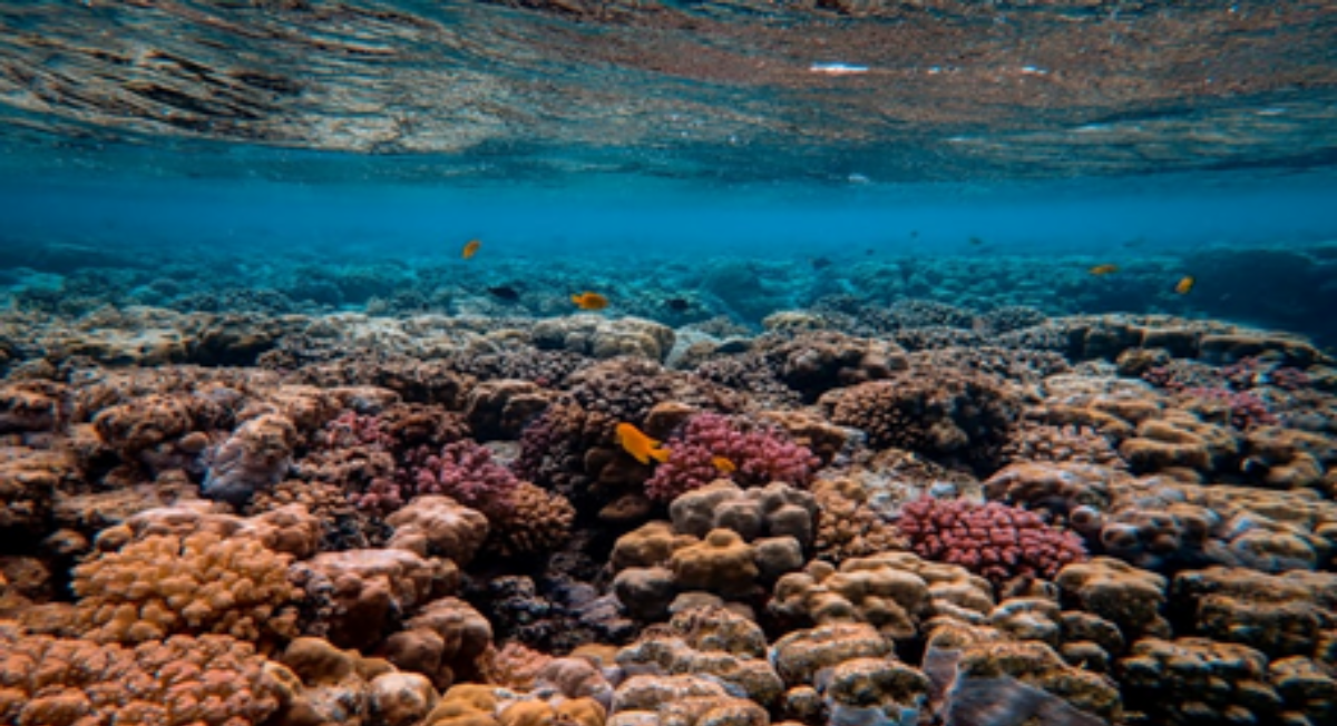 Why Ecosystem Services Matter?