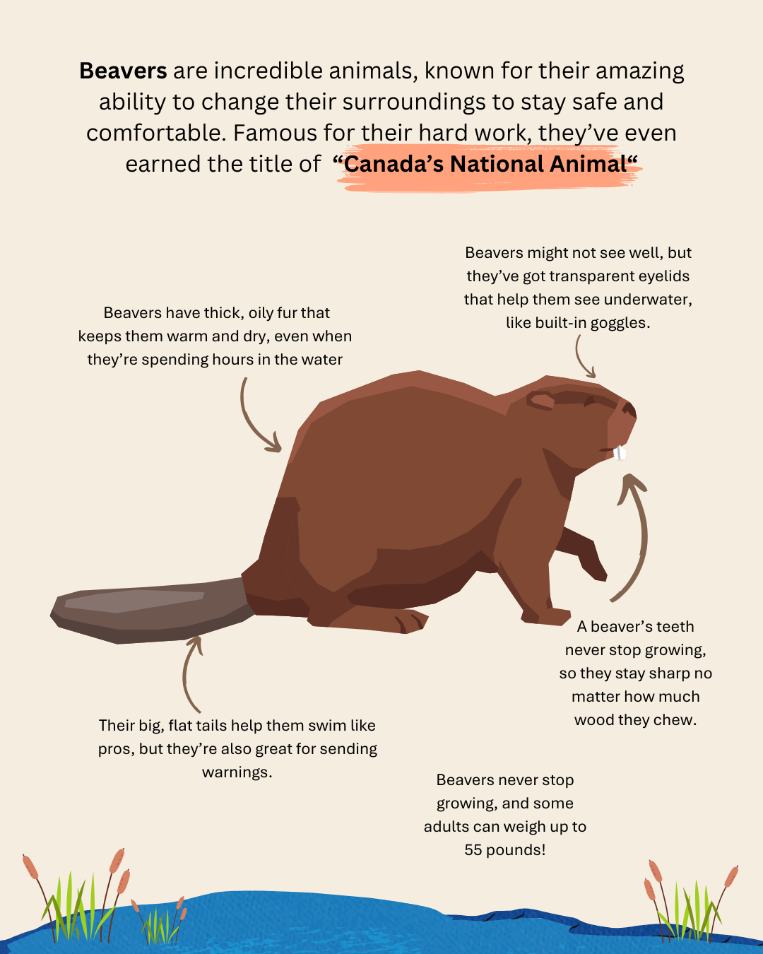 Beavers – Nature’s Engineers and Their Role in Ecosystem Restoration ...